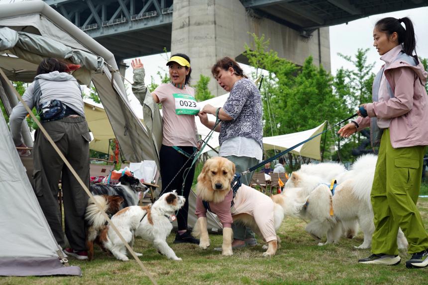 Proposal to allow pets on trains in China draws cheers and jeers | The ...