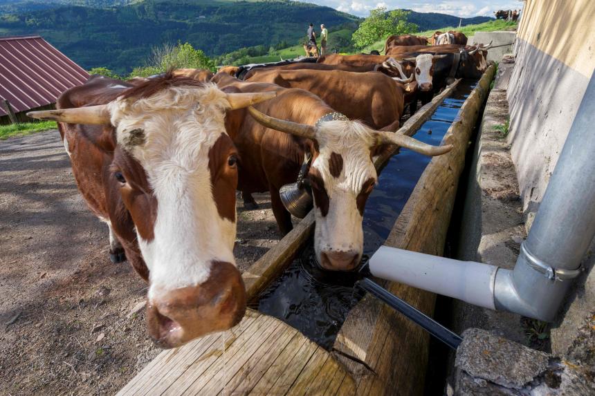 New Zealand scraps plan to tax livestock burps, farts | The Straits Times
