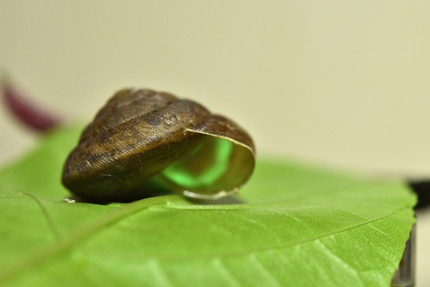 Thailand’s ‘living glow stick’ snail named mollusc of the year | The ...