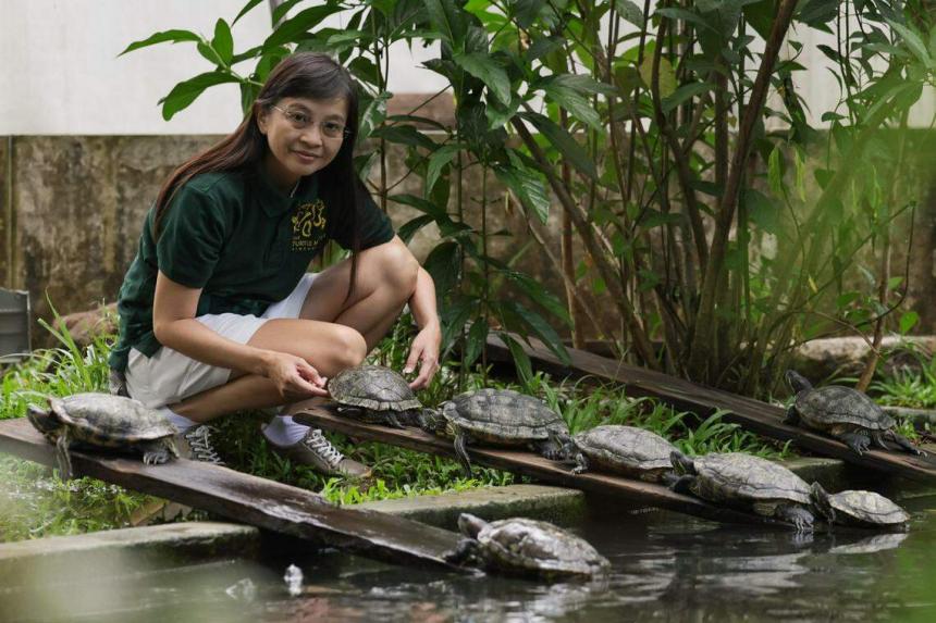 Ground-Up Initiative, turtle museum’s move to replacement site in ...