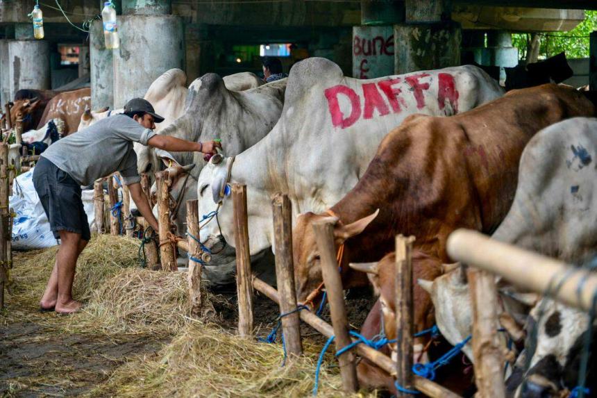 Moo-sage: Indonesia salon gets cows in shape for Eid sacrifice | The ...