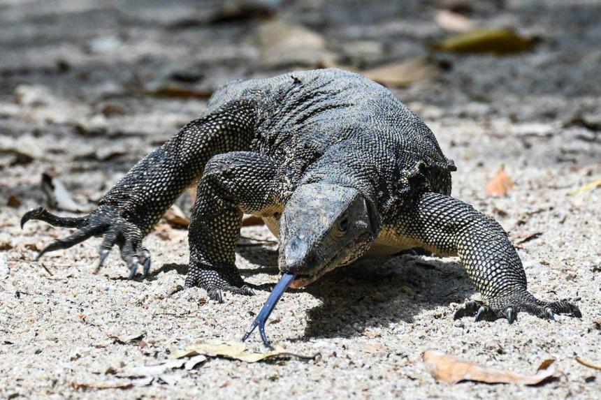 Give me a push, will ‘ya? Monstrous monitor lizards seen crawling into ...