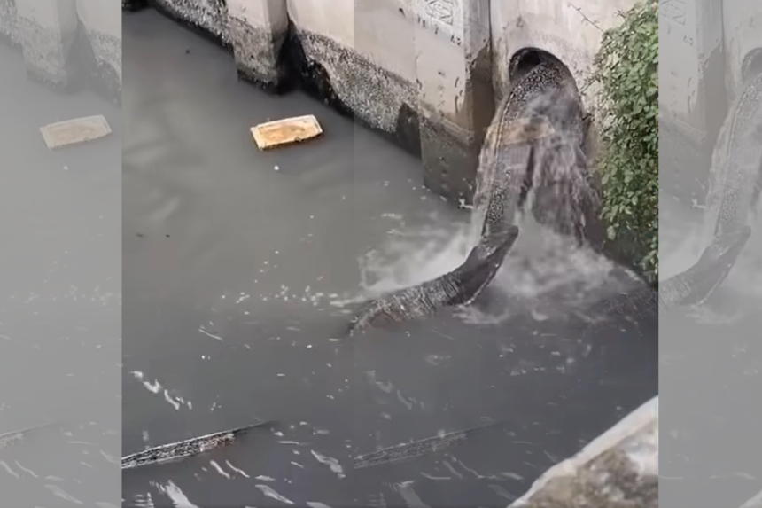 Give me a push, will ‘ya? Monstrous monitor lizards seen crawling into ...