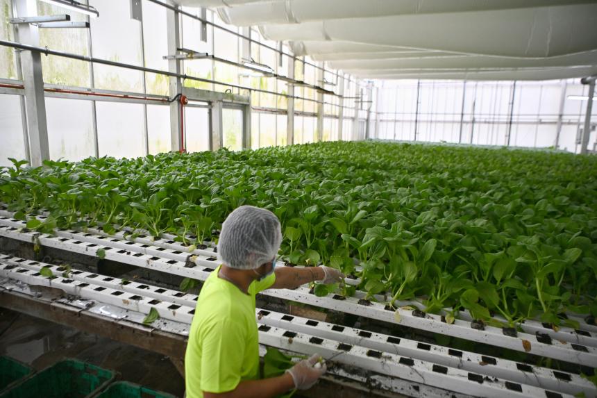 Local farms need all the help for Singapore’s food security roadmap to stay on track | The ...