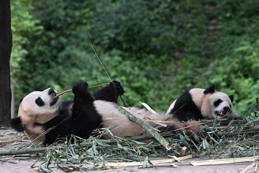 Foreign-born pandas join China’s efforts to boost wild population | The ...