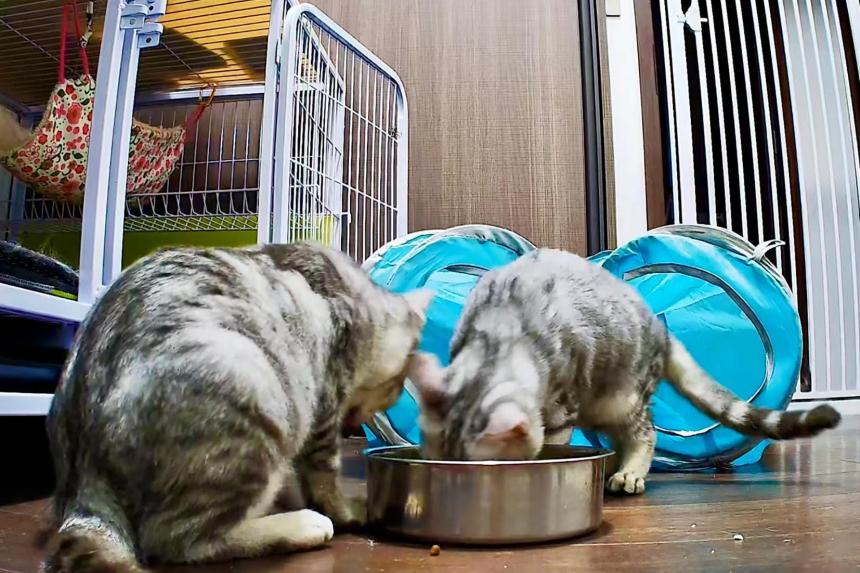 Singapore’s new cat licensing rules will weed out backyard breeders ...