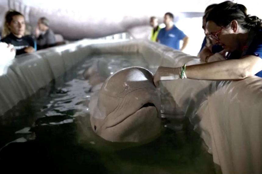 Beluga whale pair move from Ukraine's war-torn Kharkiv to Spain's ...
