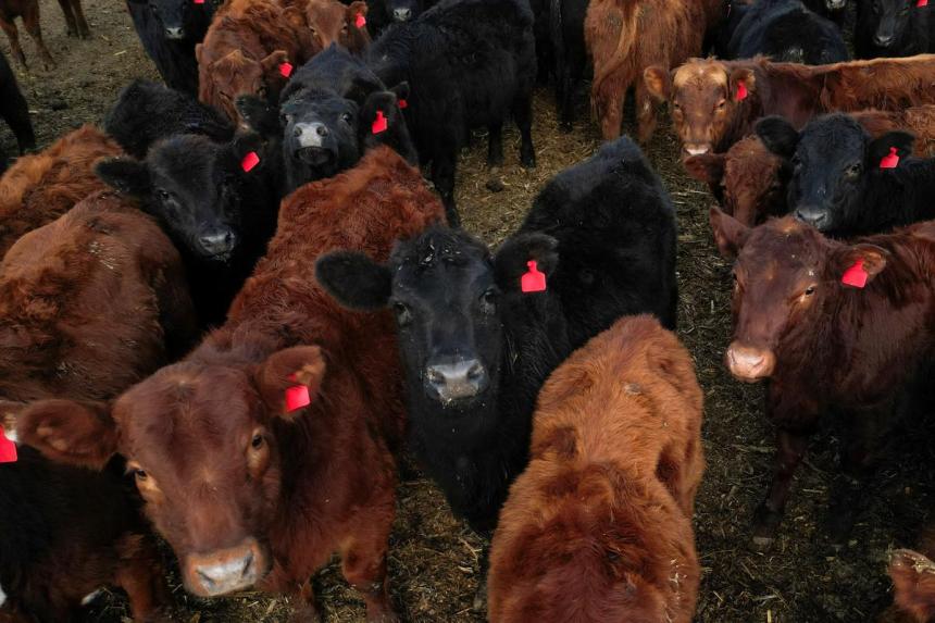 Meat-loving Argentines eat less beef as inflation bites | The Straits Times