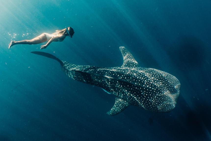 Discover the remote Indonesian Banda Islands on a live-aboard cruise ...