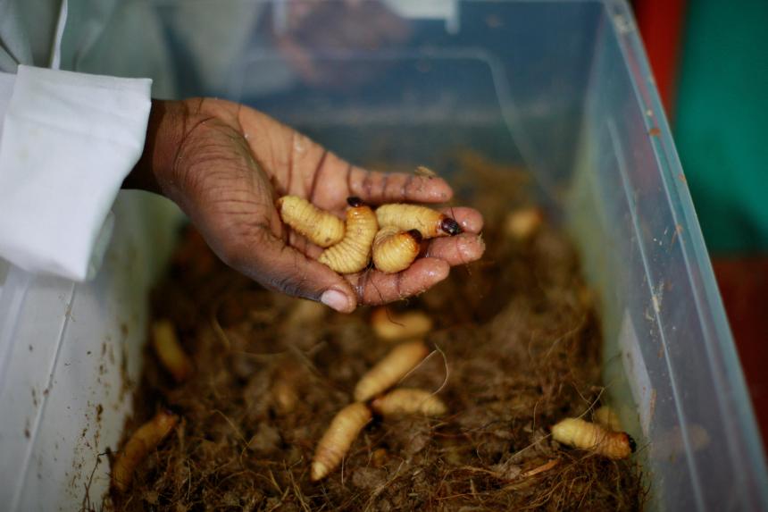 Orphans in Congo fed palm weevil larvae in bid to beat malnutrition ...