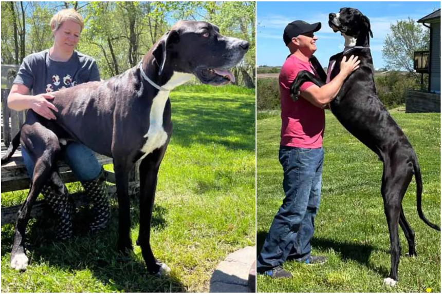 Three-year-old great dane dies days after being crowned world’s tallest ...