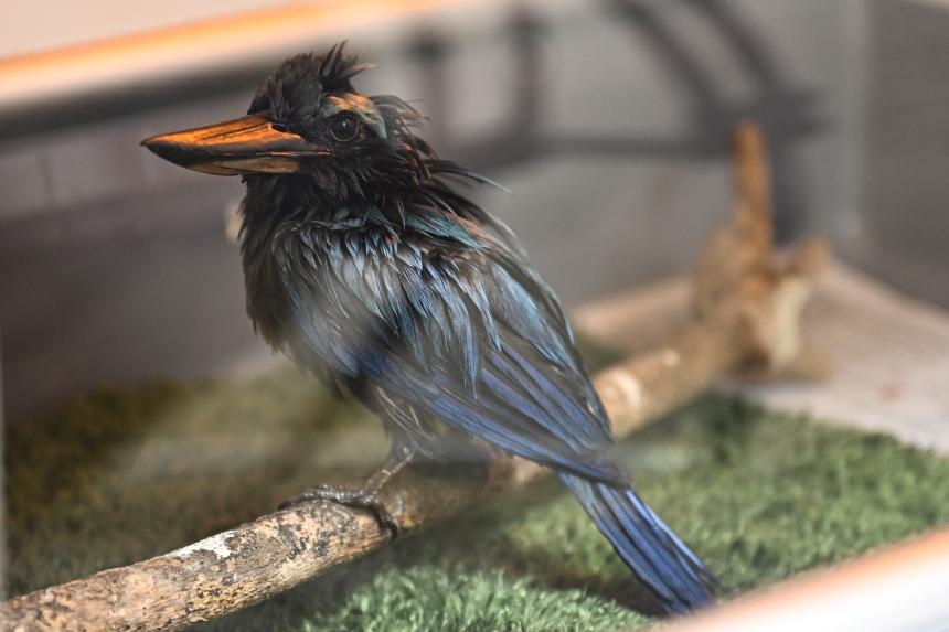 S’pore oil spill: 2 surviving oil-soaked kingfishers in stable ...