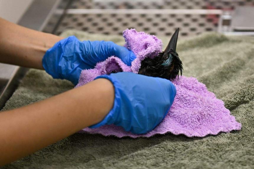S’pore oil spill: 2 surviving oil-soaked kingfishers in stable ...