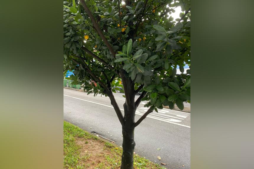 Root Awakening: Do not eat Fukugi Tree’s fruit | The Straits Times