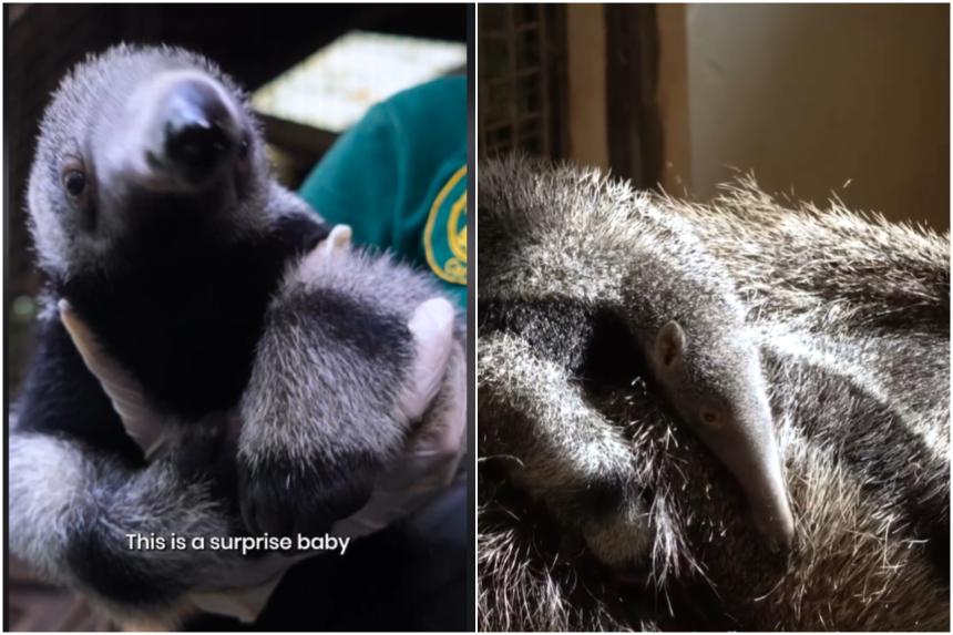 ‘Surprise baby’ anteater joins Mandai Wildlife Group’s River Wonders ...