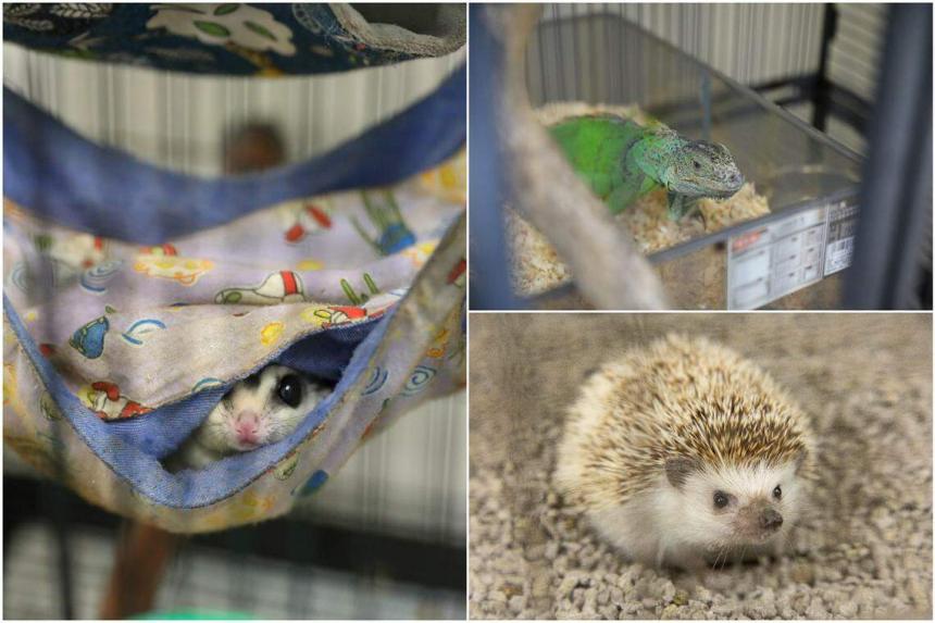 Could animals seized from the illegal wildlife trade strain S’pore’s ...
