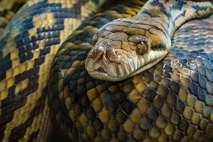 Woman found dead after she was swallowed whole by python in central ...