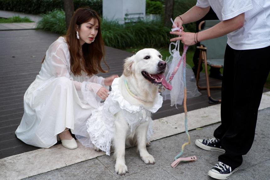 Puppy love: Canine weddings on the rise in fast-ageing China | The ...