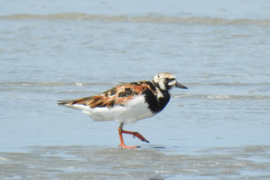 A visit to Sungei Buloh: How Singapore can better host migratory birds ...