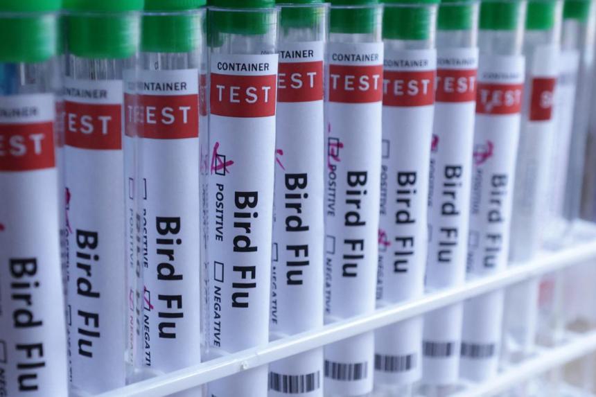 Bird flu strains spread around the globe | The Straits Times