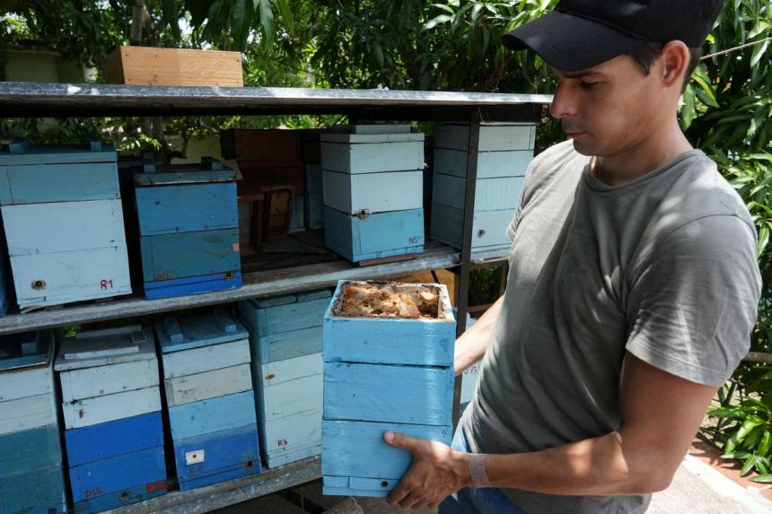 Cuban beekeeper produces sweet honey of stingless bees | The Straits Times