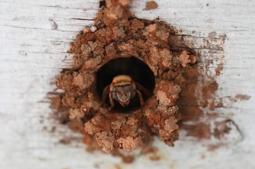 Cuban beekeeper produces sweet honey of stingless bees | The Straits Times