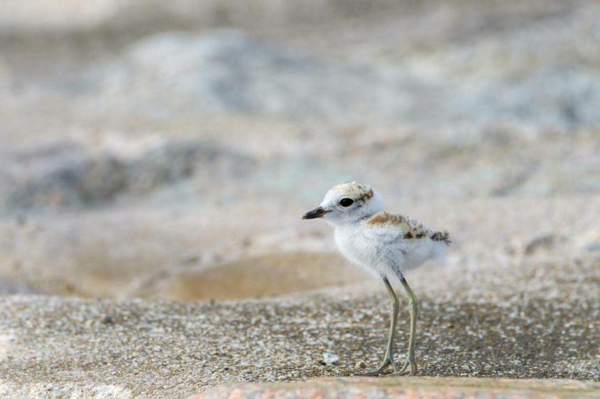 Visit to East Coast: How reclamation will shape up against rising sea ...