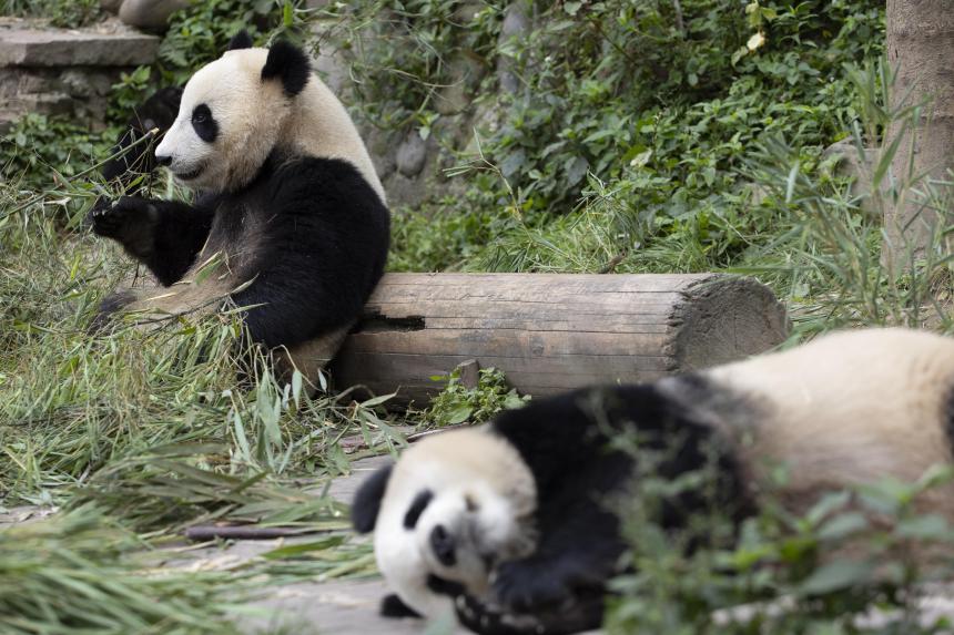 China’s first panda college to open doors in Sichuan | The Straits Times