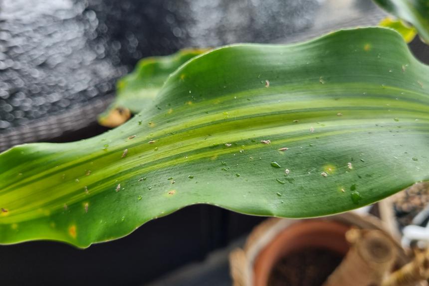 Root Awakening: Dracaena is infested with scale insects | The Straits Times