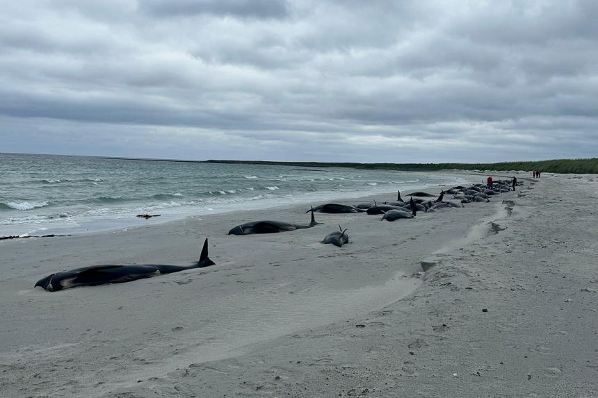 ‘Mass stranding’ of more than 70 pilot whales in Scotland | The Straits ...