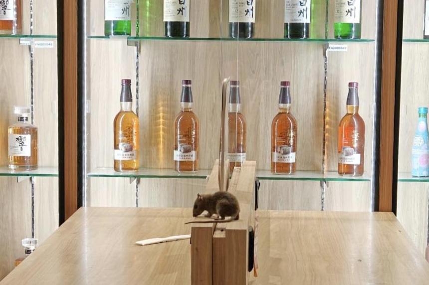 SFA investigating after rat found on table at Orchard Central Don Don ...