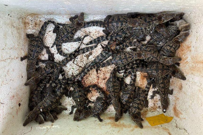 ‘Hope’ as 60 rare Siamese crocodiles hatch in Cambodia | The Straits Times