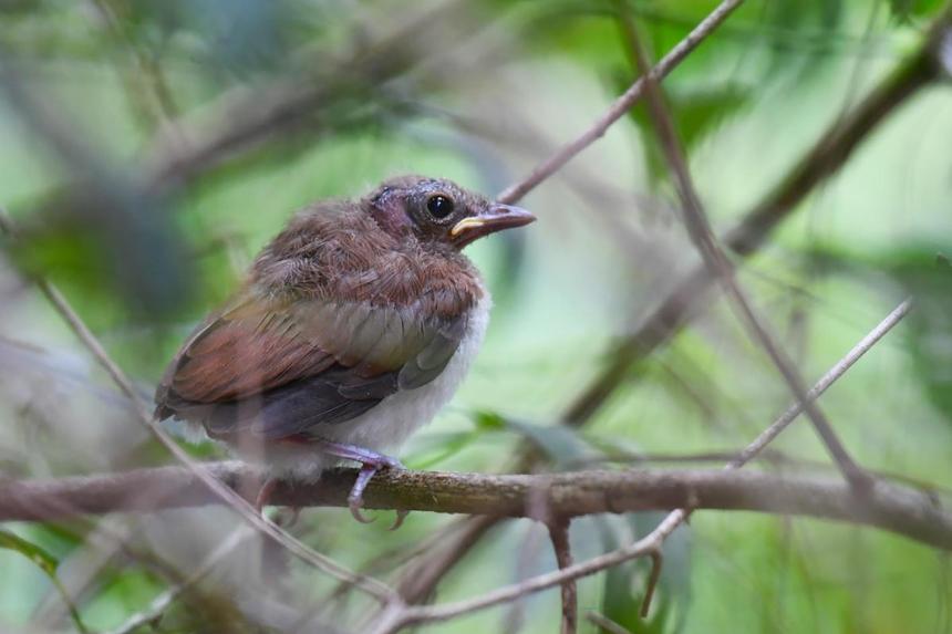 Sighting of endangered bird fledgling confirms first mainland Singapore ...