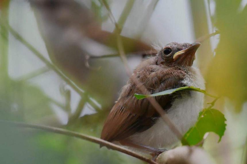 Sighting of endangered bird fledgling confirms first mainland Singapore ...