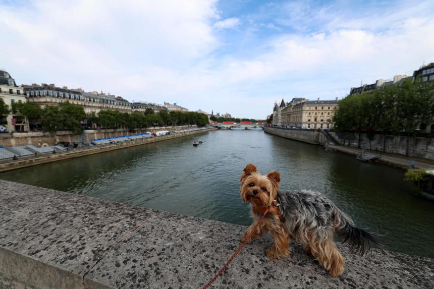 Macron will swim in Seine but 'not necessarily' before Olympics | The ...