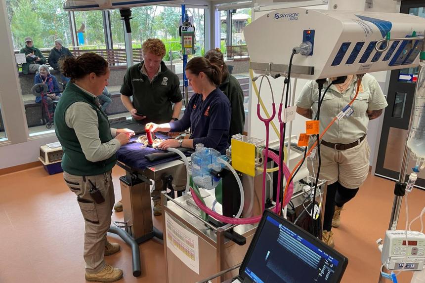 Australia platypus conservation centre, world's largest, welcomes first ...