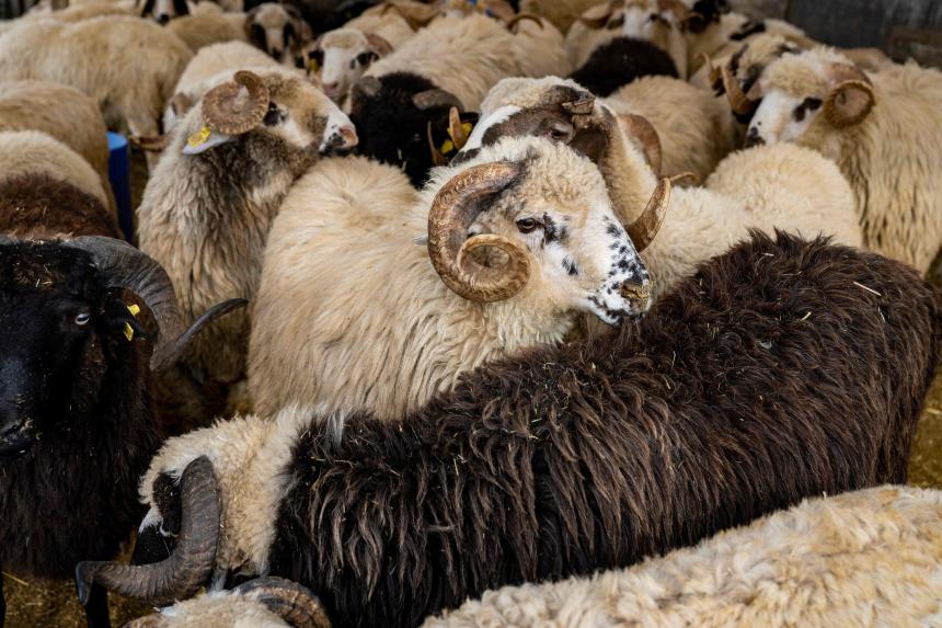 Sheep 'buried alive' in Greece amid disease cull | The Straits Times
