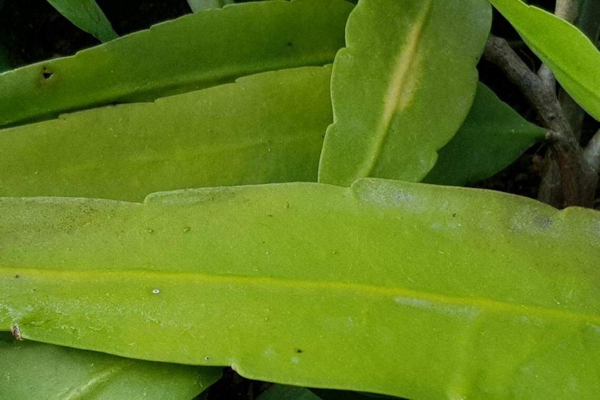 Root Awakening: Grafted plants may produce dissimilar leaves | The ...