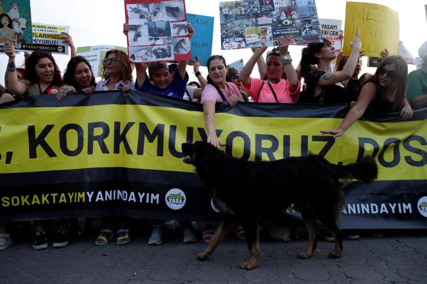 Turkey approves controversial stray dog cull | The Straits Times