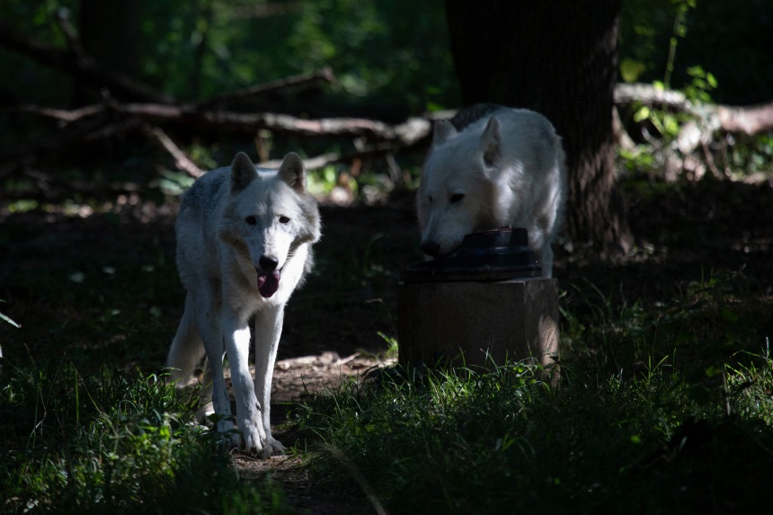 As wolves swoop, Austrians grab guns for contested cull | The Straits Times