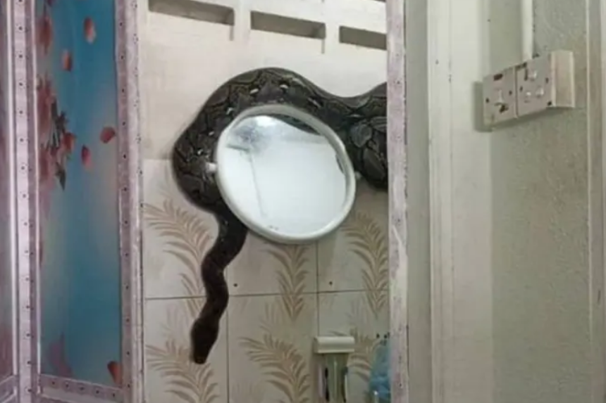 Python falls through ceiling of a house in Malaysia | The Straits Times