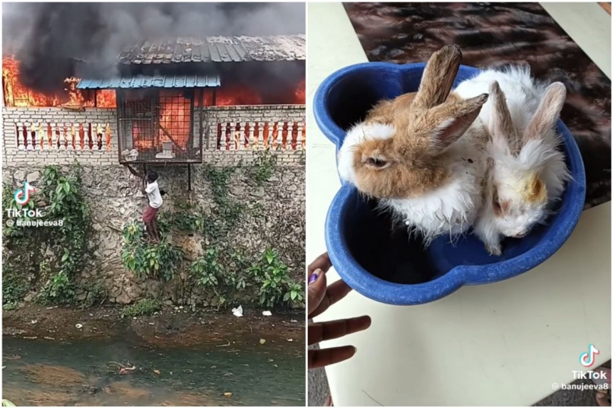 Boy in Malaysia scales wall, saves trapped rabbits from fire | The ...