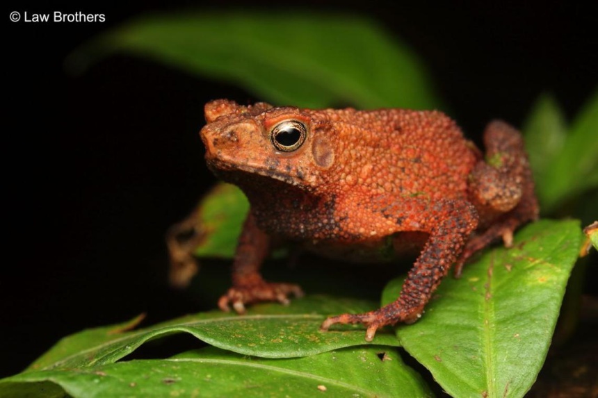 How listening to Singapore’s frogs can stop them from dying out | The ...