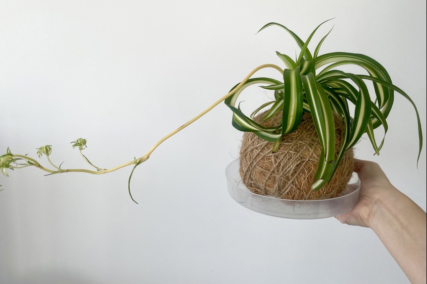 Root Awakening: Propagate spider plant via new growths on stolon | The ...