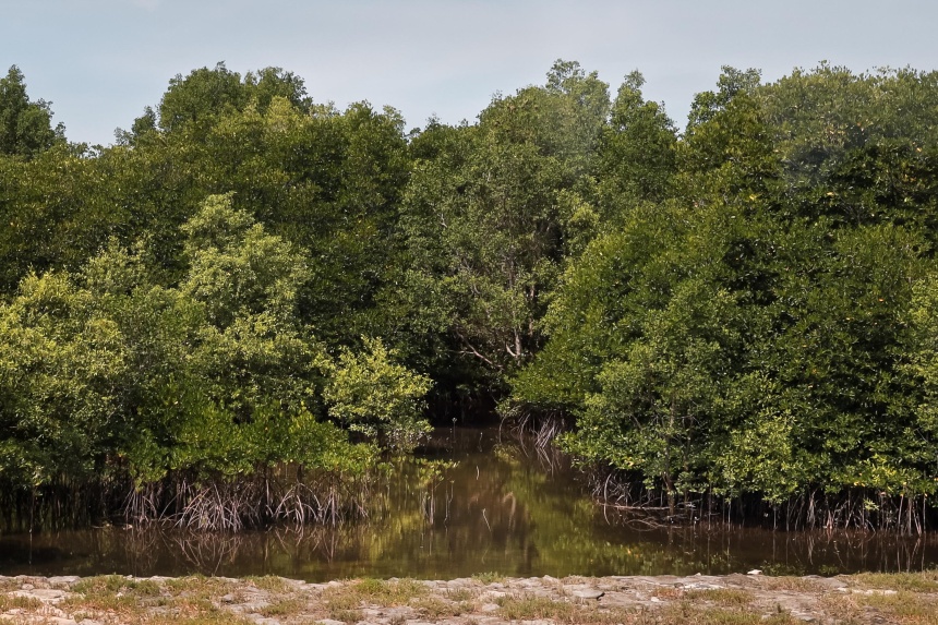 Planted mangroves fall short in carbon storage compared with natural ...