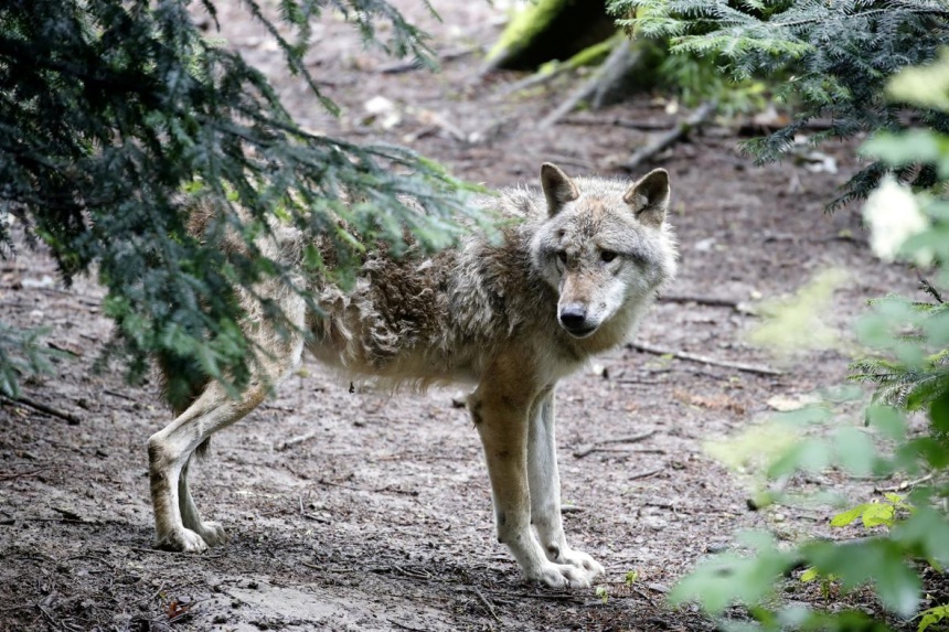 Swiss hunters get go-ahead for major wolf culls | The Straits Times