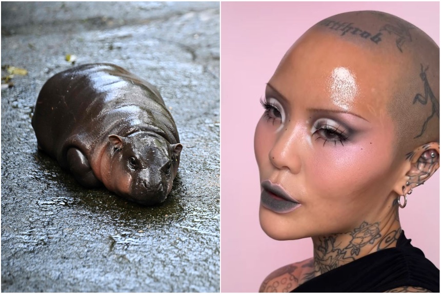 Famous pygmy hippo inspires ‘Moo Deng Makeup’ craze | The Straits Times