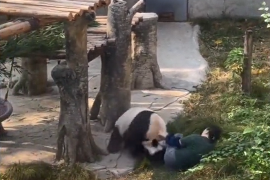Giant panda chases, attacks Chongqing Zoo keeper who pushes back as ...