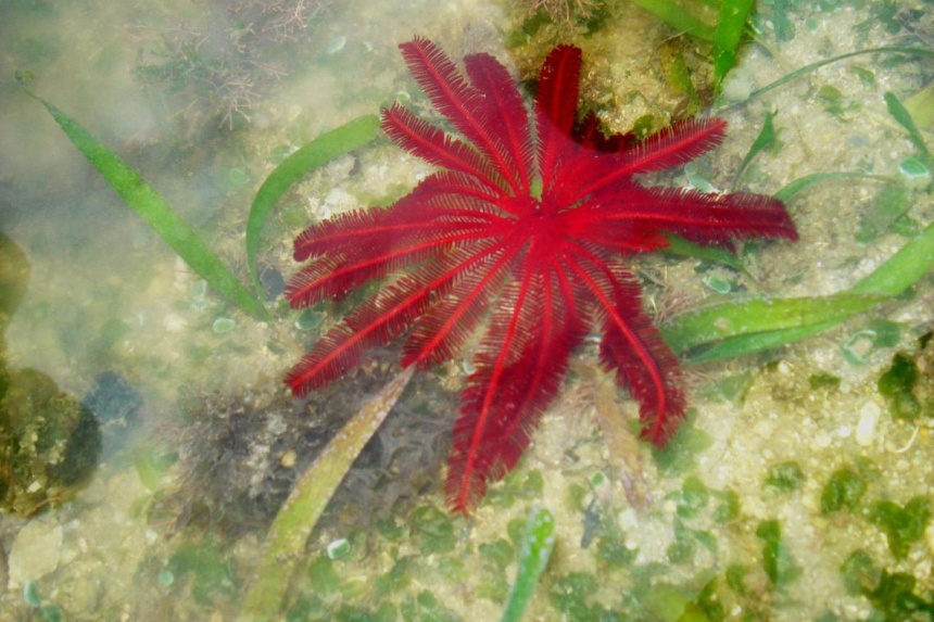 S’pore’s first seagrass restoration project aims to raise survival rate ...