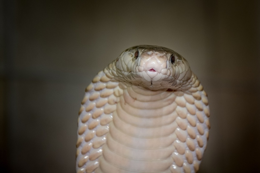 Thai man wakes up with cobra in his boxer shorts; friend calls animal ...